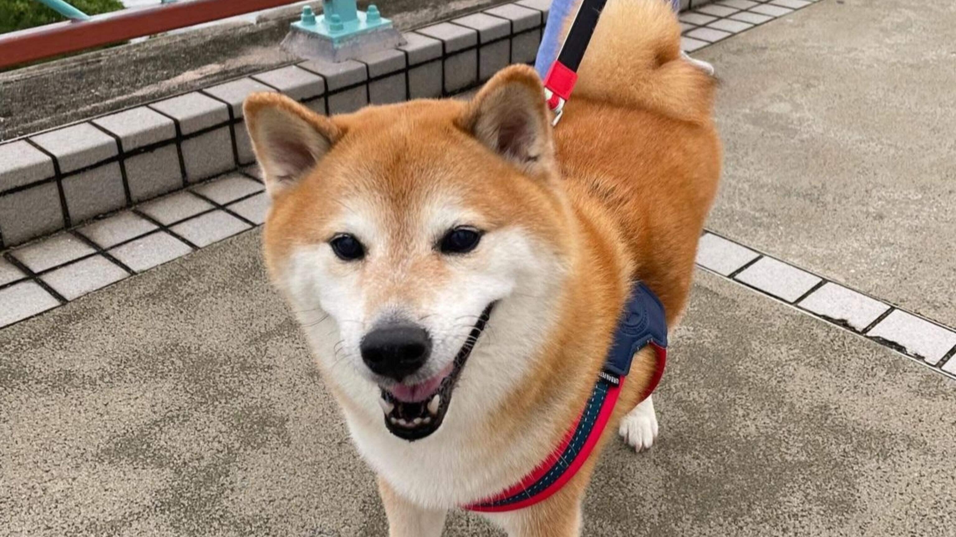 Portal TV Sol - Entretenimento - Morre_cachorro_Balltze