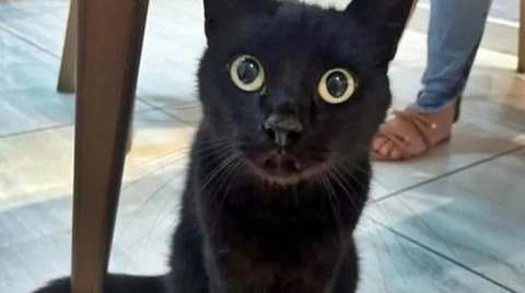 Portal TV Sol - Entretenimento - Milu_o_gatinho